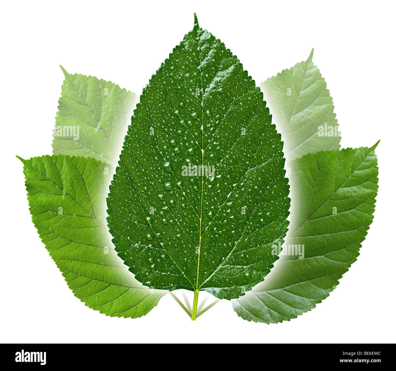 Big green leaves Stock Photo - Alamy