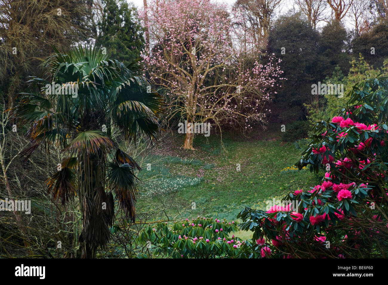Palm trees in cornwall hi-res stock photography and images - Alamy