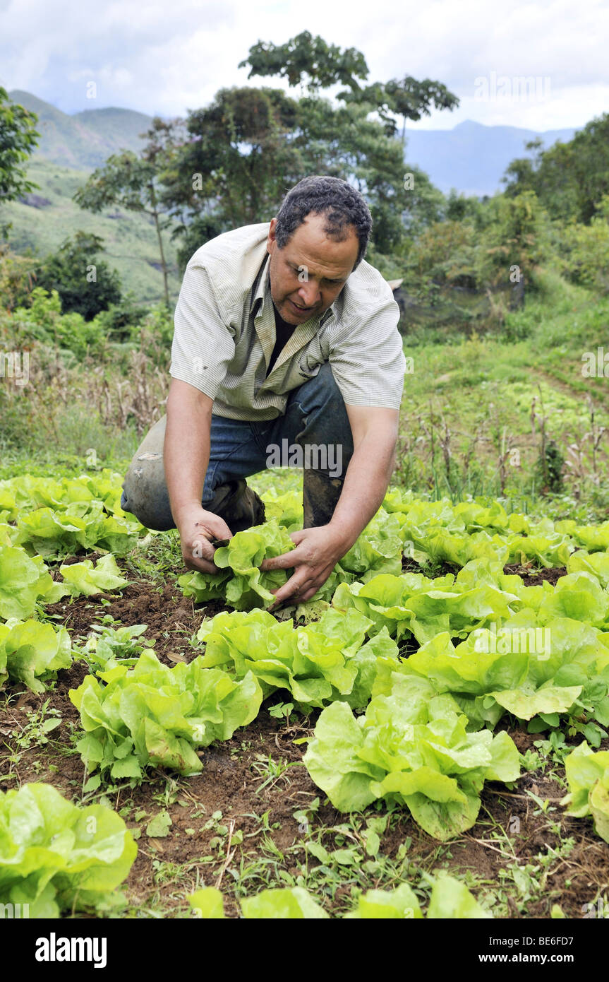 Brazil agriculture field harvesting hi-res stock photography and images ...