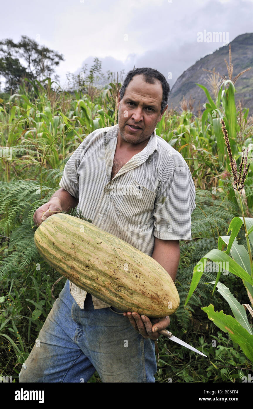 Farmer with a large pumpkin, organic farming, Petropolis, Rio de ...