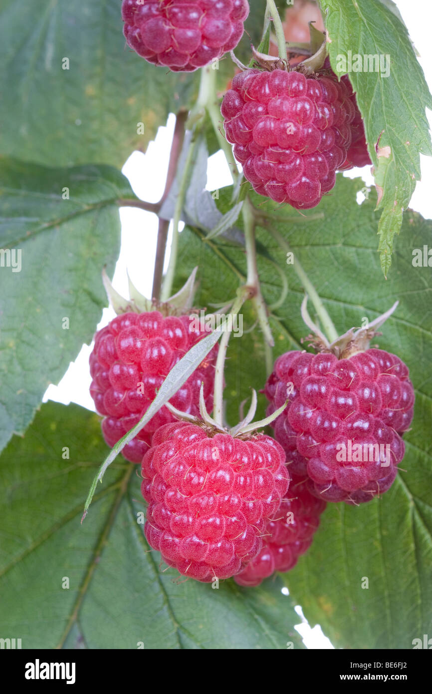 Red raspberries hi-res stock photography and images - Alamy