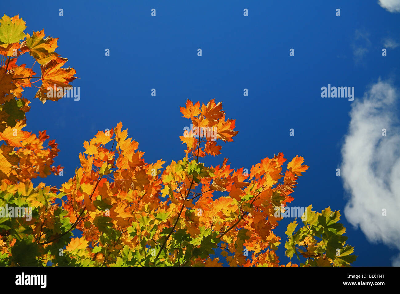 Autumn fall leaf colour on sycamore trees, Somerset, England, UK Stock ...