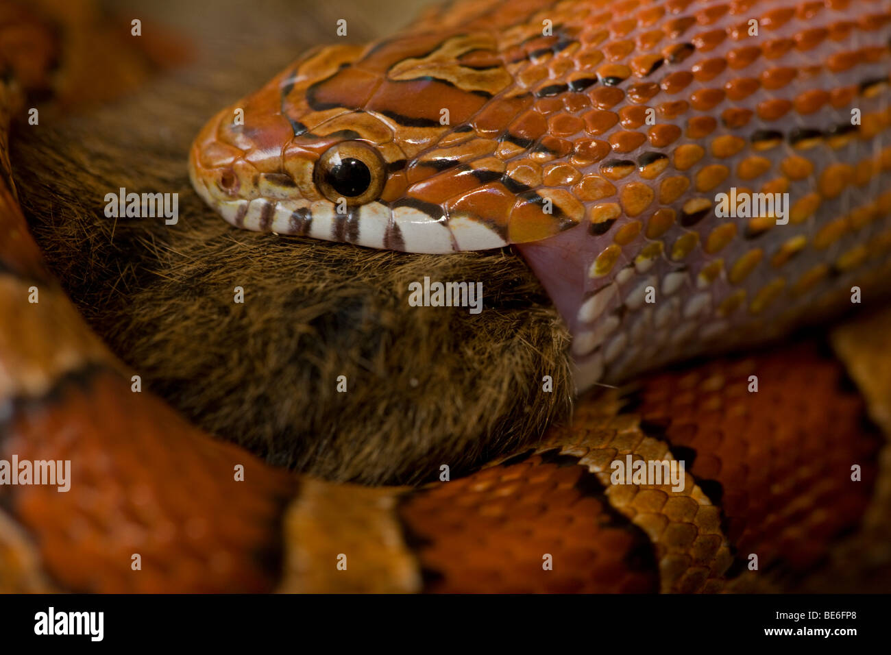 Corn Snake (Elaphe guttata guttata) Eating Mouse - Captive - USA Stock ...