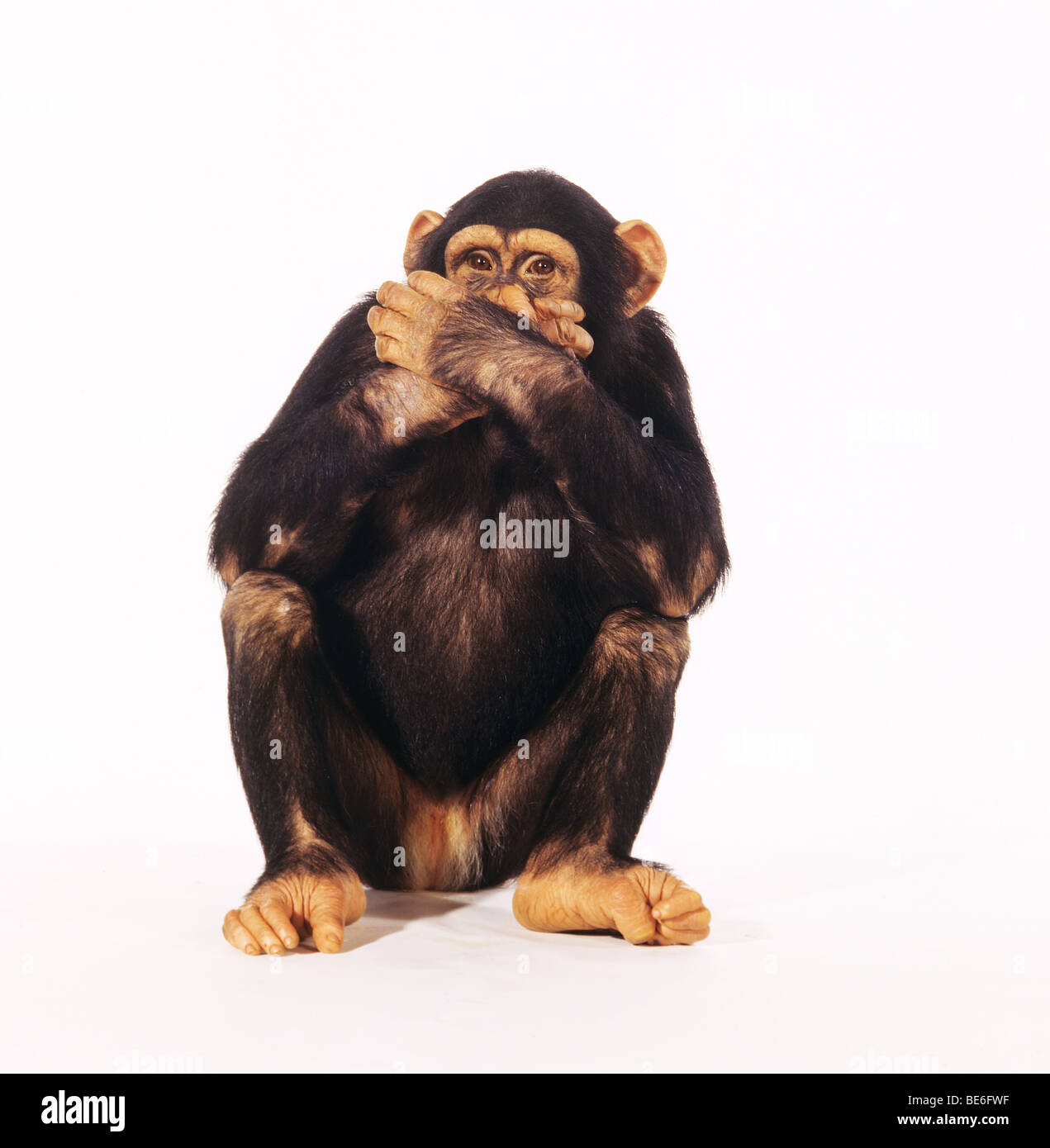 chimpanzee - sitting - cut out / Pan troglodytes Stock Photo - Alamy