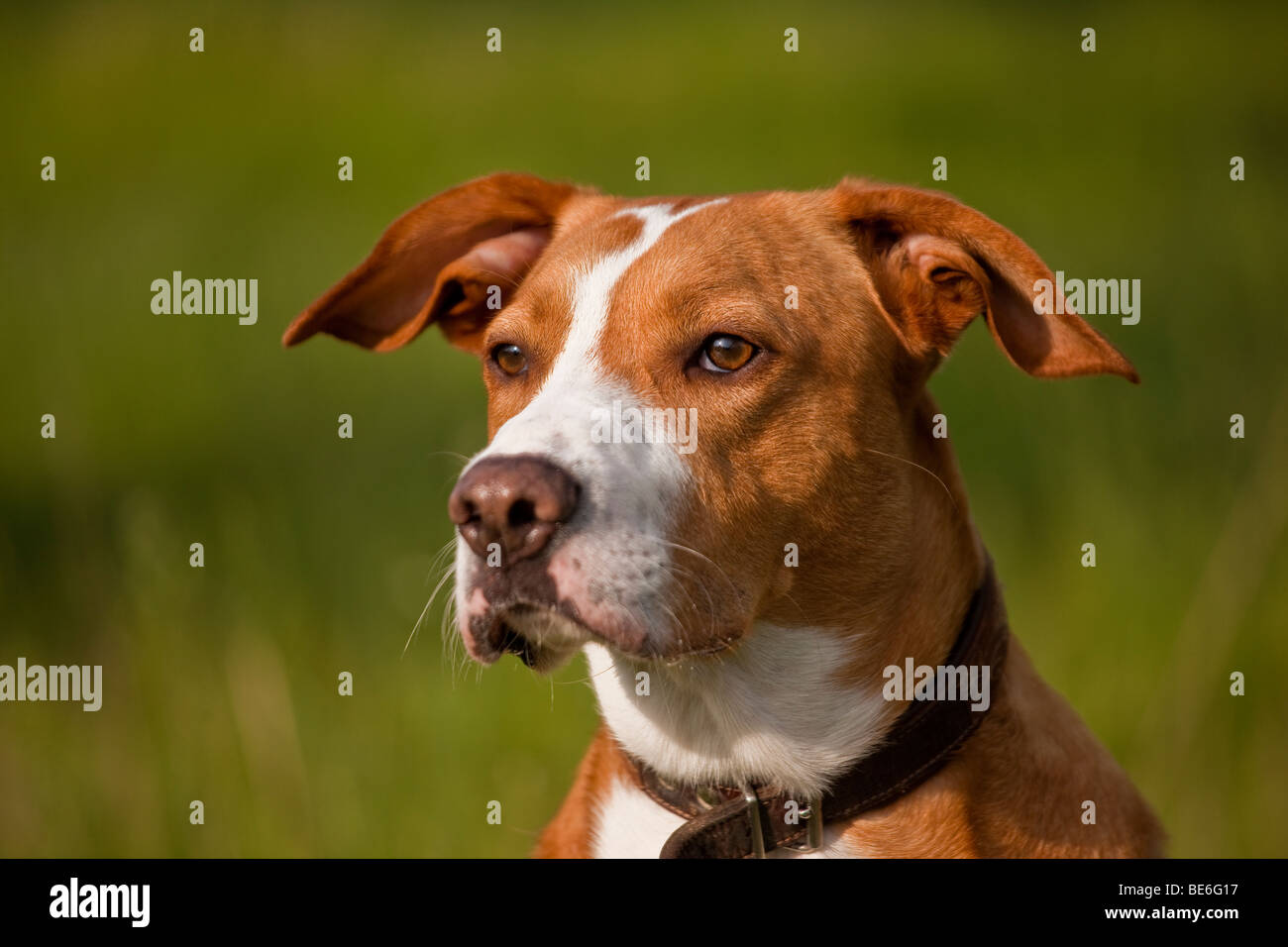Portrait of a mongrel dog Stock Photo - Alamy