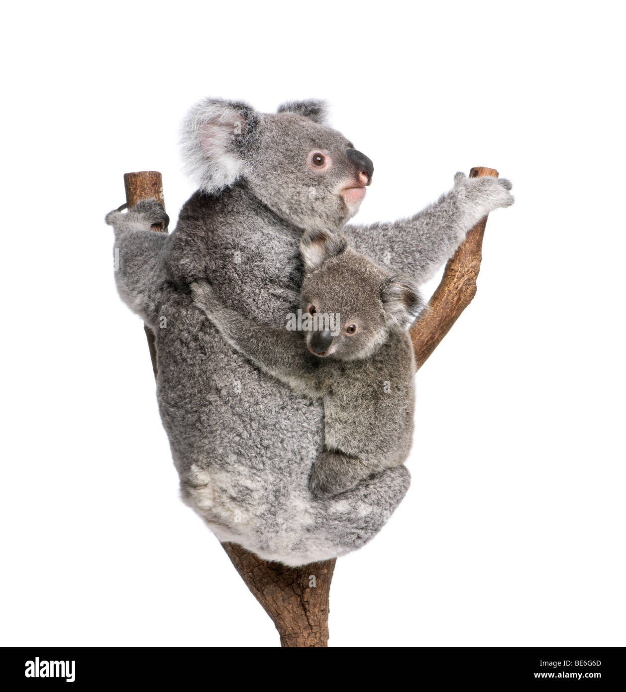 Koala hi-res stock photography and images - Alamy