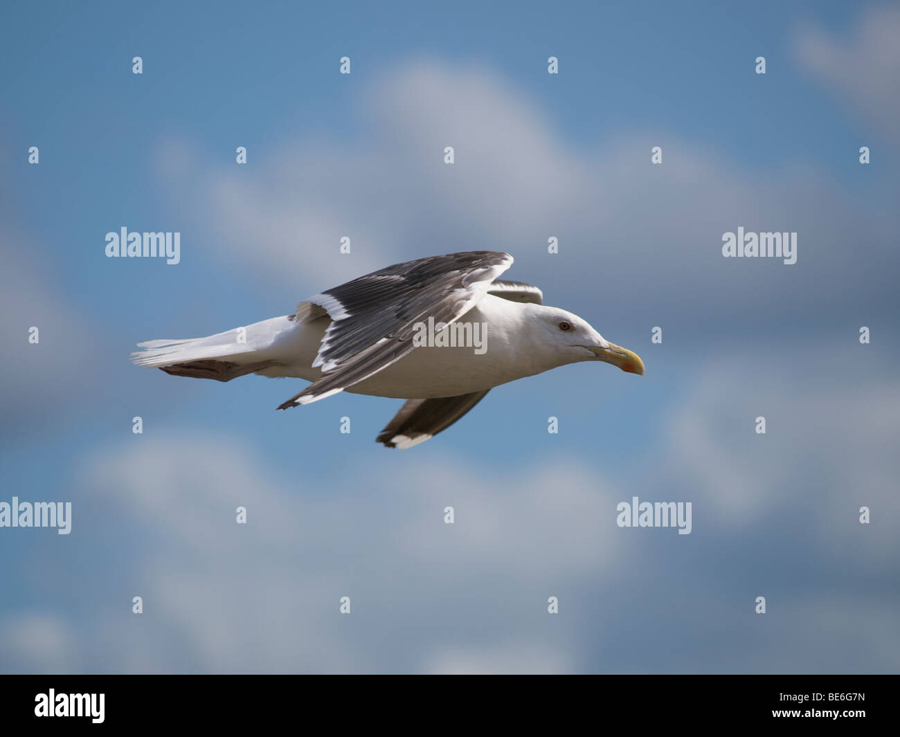 Seagull adult gliding flying Atlantic coast St. Vaast la Hougue ...