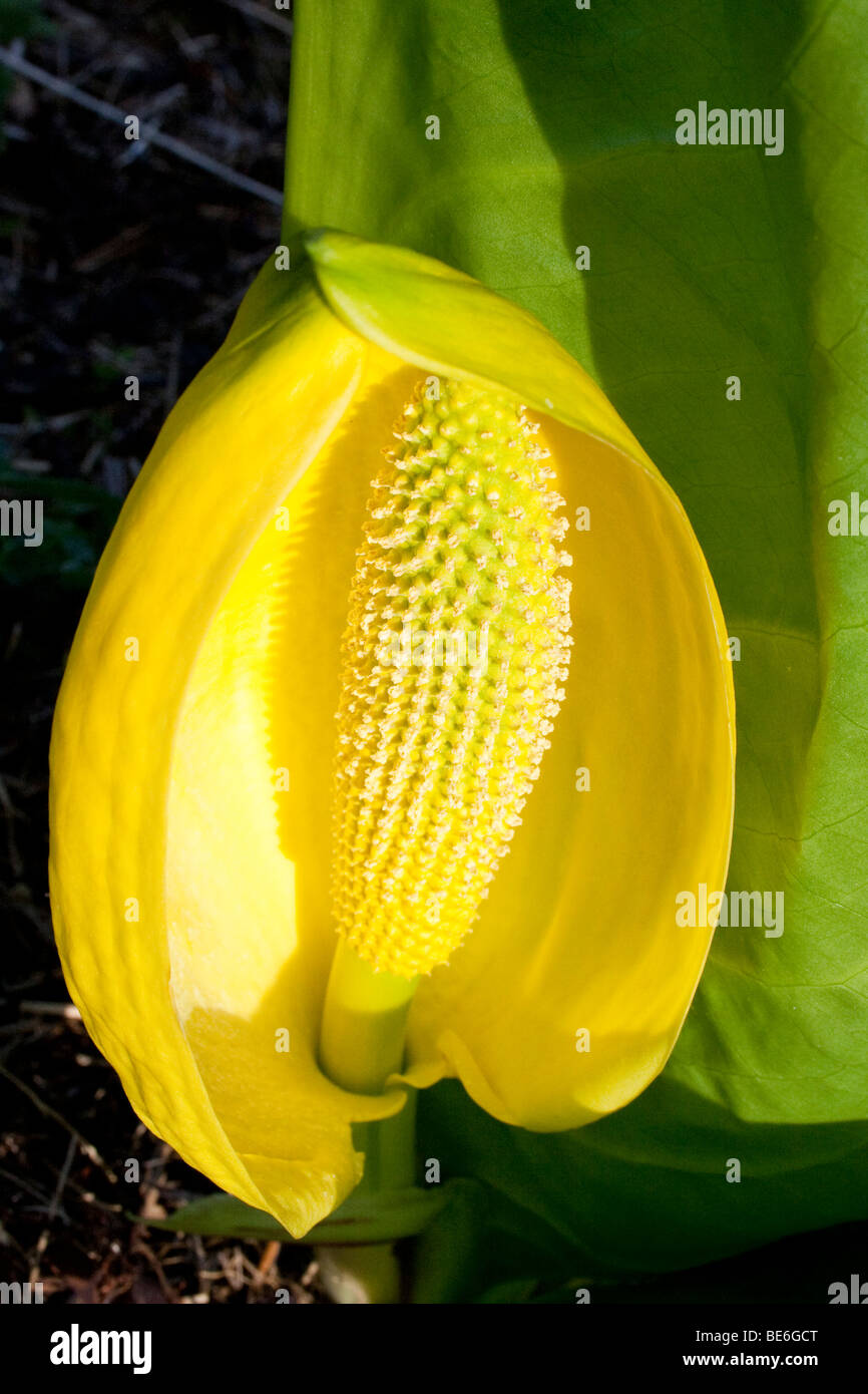 Arum maculatum wild arum flower hi-res stock photography and images - Alamy