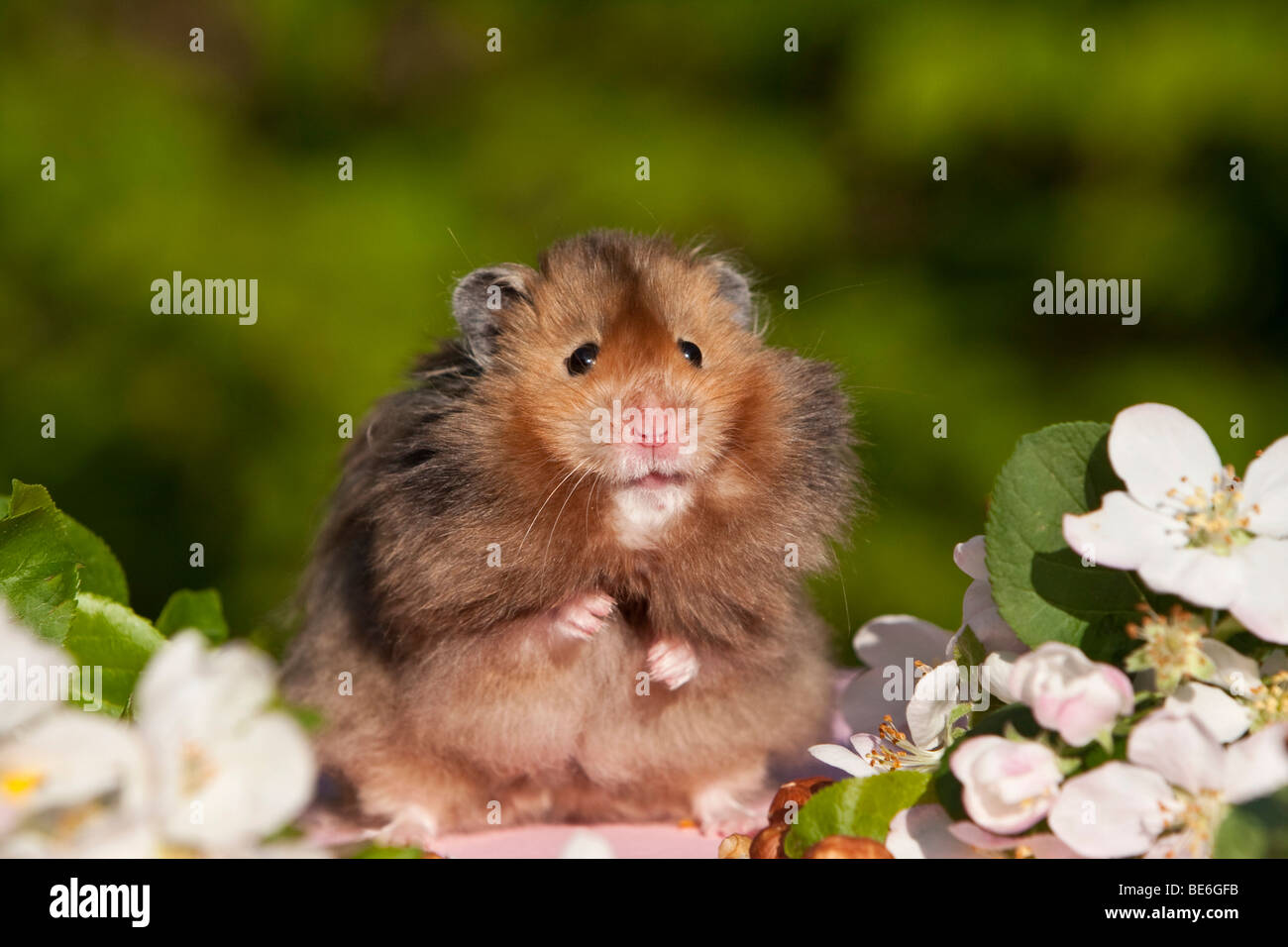 Golden hamster sitting between cherry blossom branches Stock Photo - Alamy