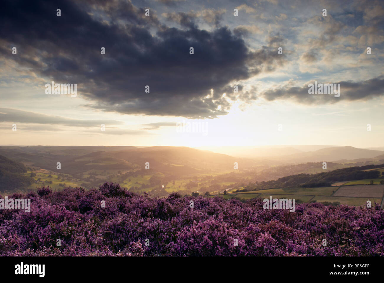 Flowering heather moorland and sunset over the Hope Valley in the "Peak ...