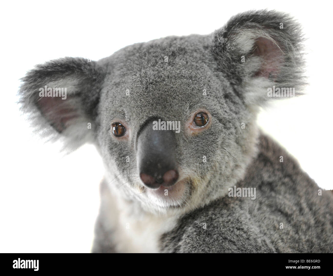 Ash-grey Koala (Phascolarctos cinereus), Queensland, Australia Stock ...