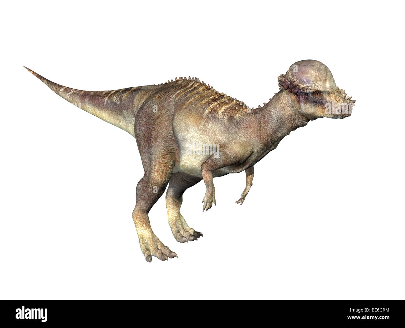 Pachycephalosaurus hi-res stock photography and images - Alamy