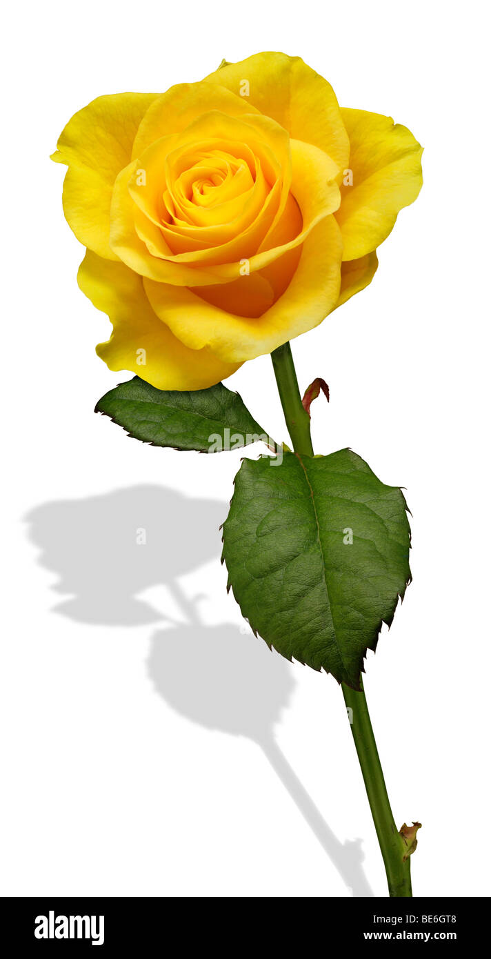 yellow rose on white background and shadow Stock Photo - Alamy