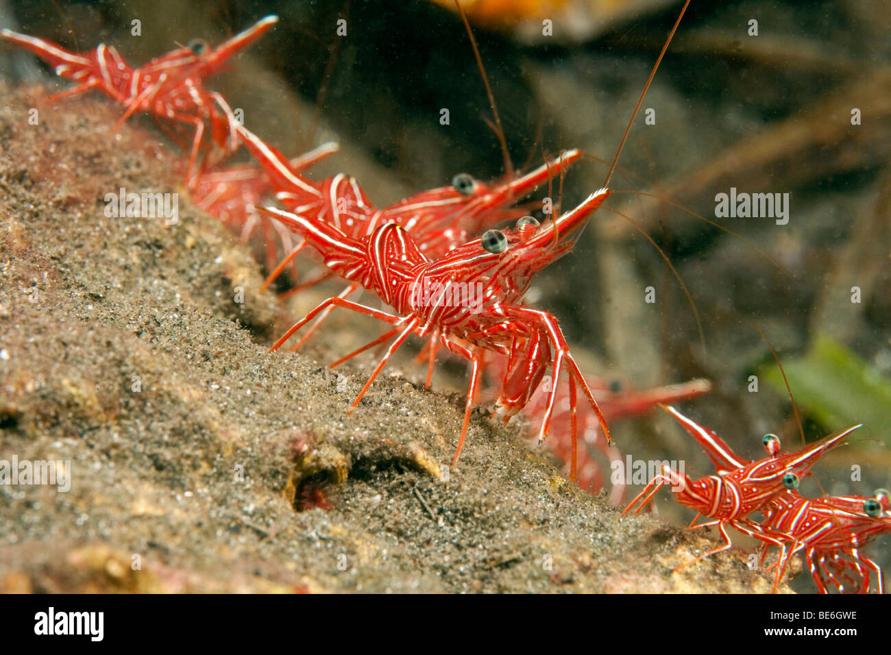Hinge beak prawn or Durban shrimp (Rhynchocinetes durbanensis ...