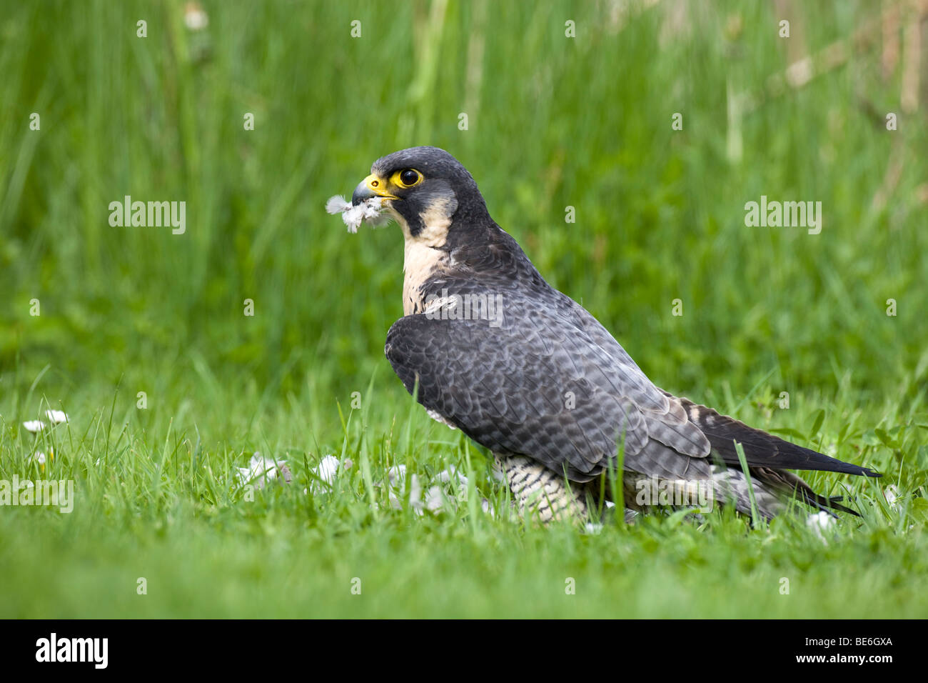 Peregrine falcon catching prey hi-res stock photography and images - Alamy