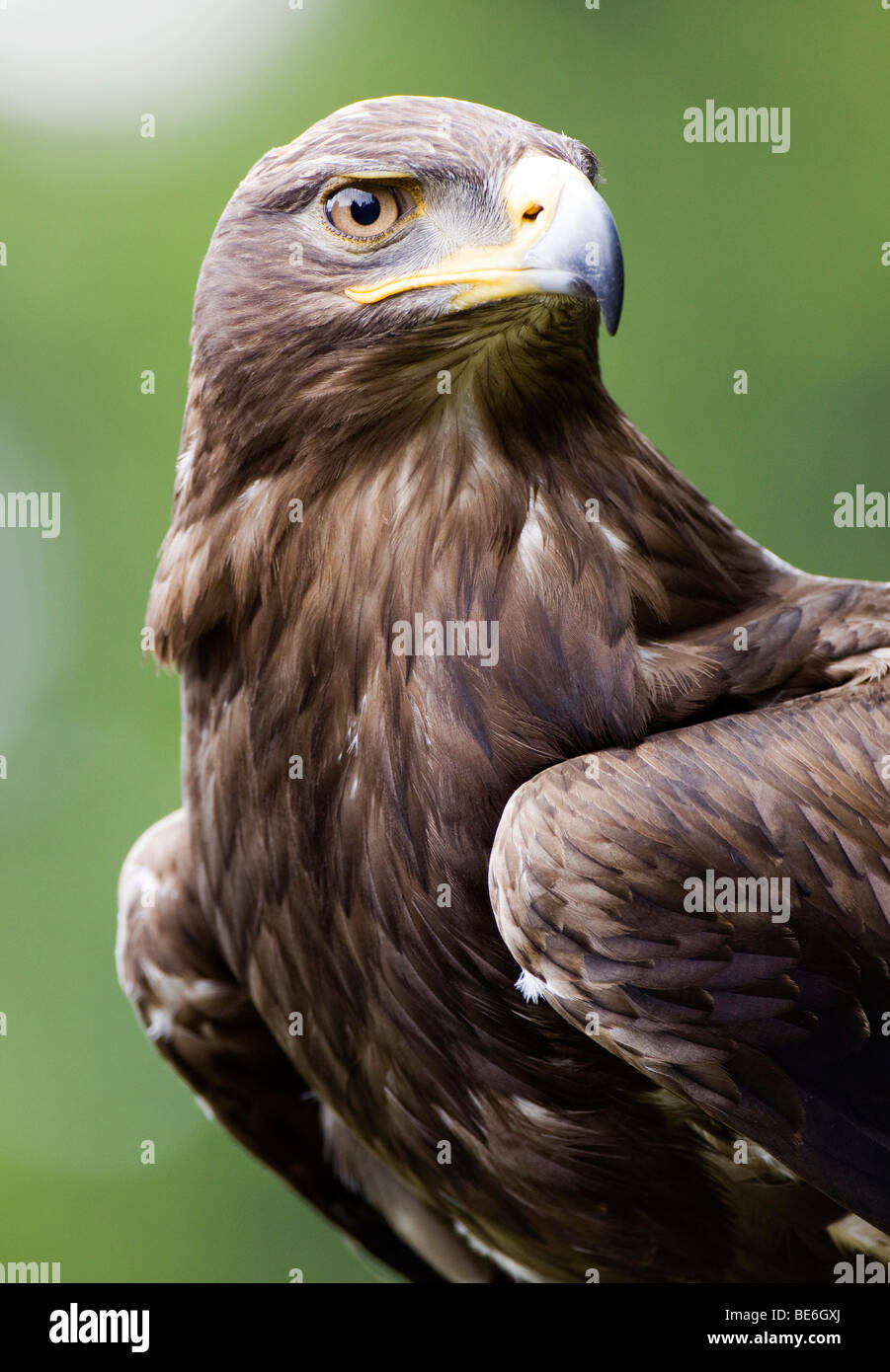 Steppe Eagle (Aquila nipalensis Stock Photo - Alamy