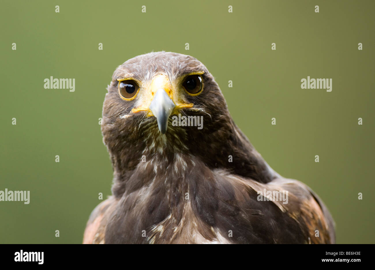 Harris hawk germany hi-res stock photography and images - Alamy