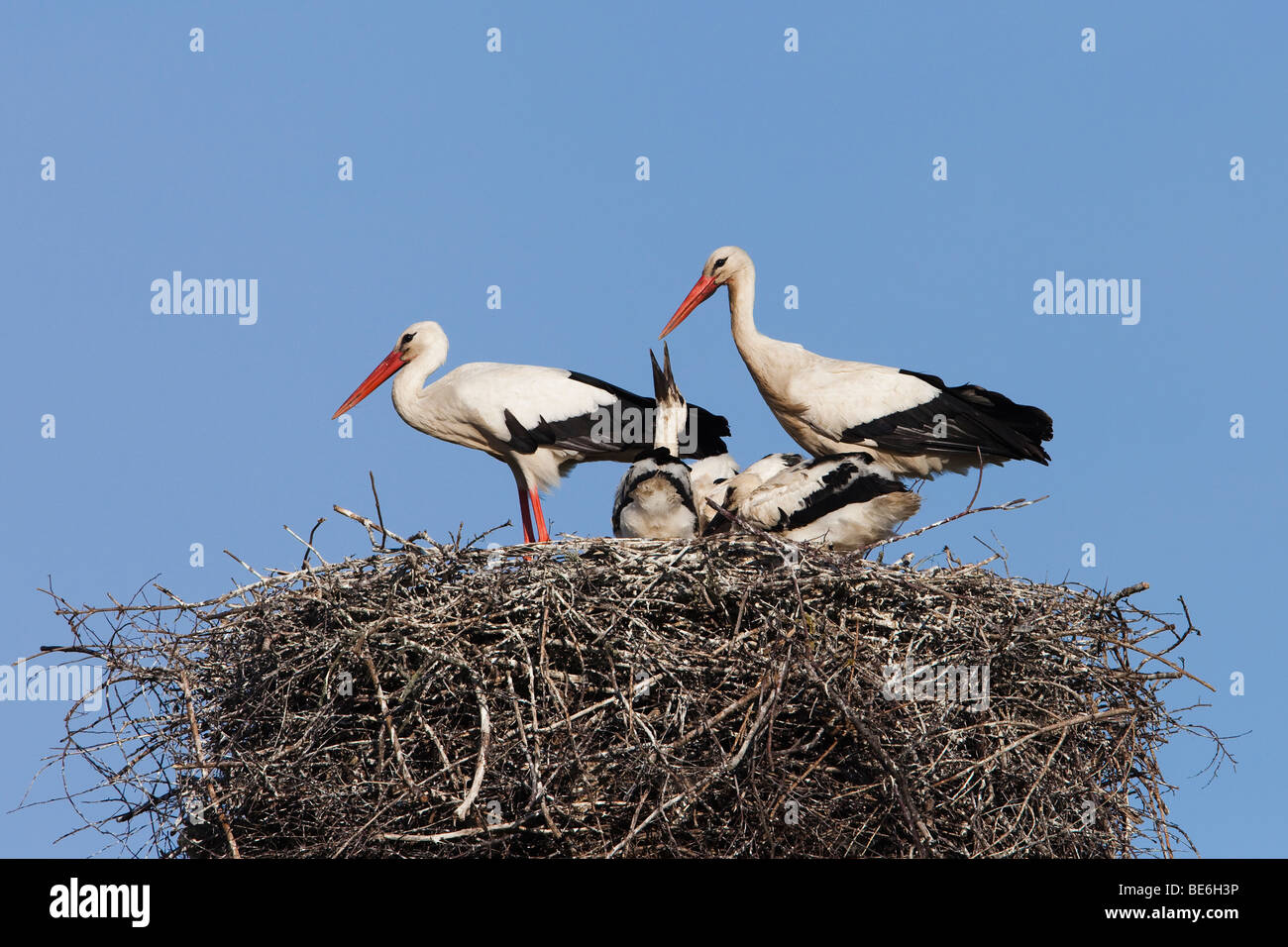 European White Stork (Ciconia ciconia). Pair with chicks on nest Stock ...