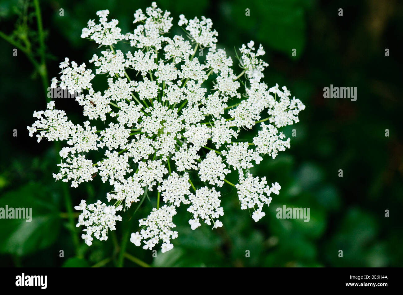 Queen Anne's Lace flower Stock Photo - Alamy