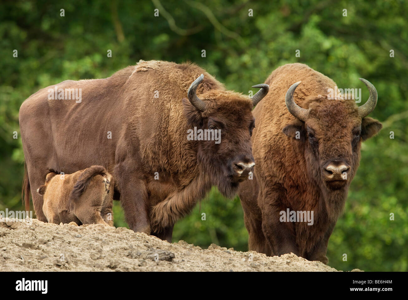 Bovidae family hi-res stock photography and images - Alamy