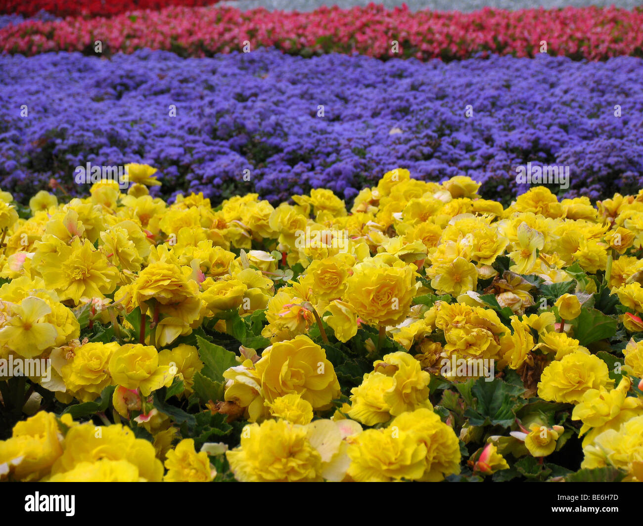 Line of yellow flowers hi-res stock photography and images - Alamy