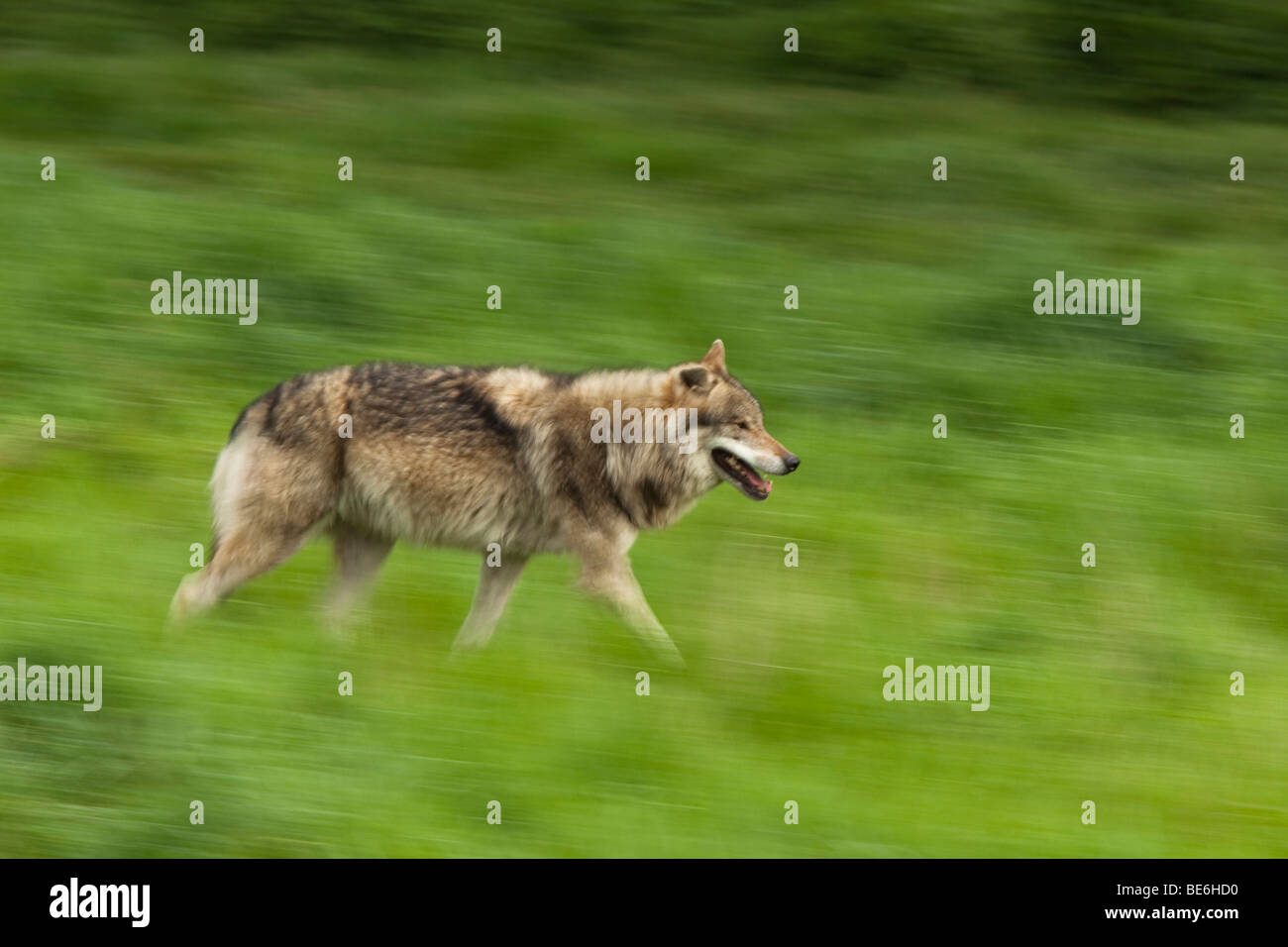 Running wolf hi-res stock photography and images - Alamy
