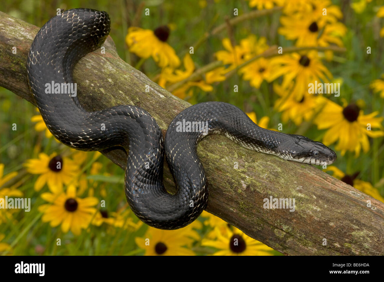 Eastern Ratsnake (Elathe alleganiensis) also known as Black Ratsnake ...