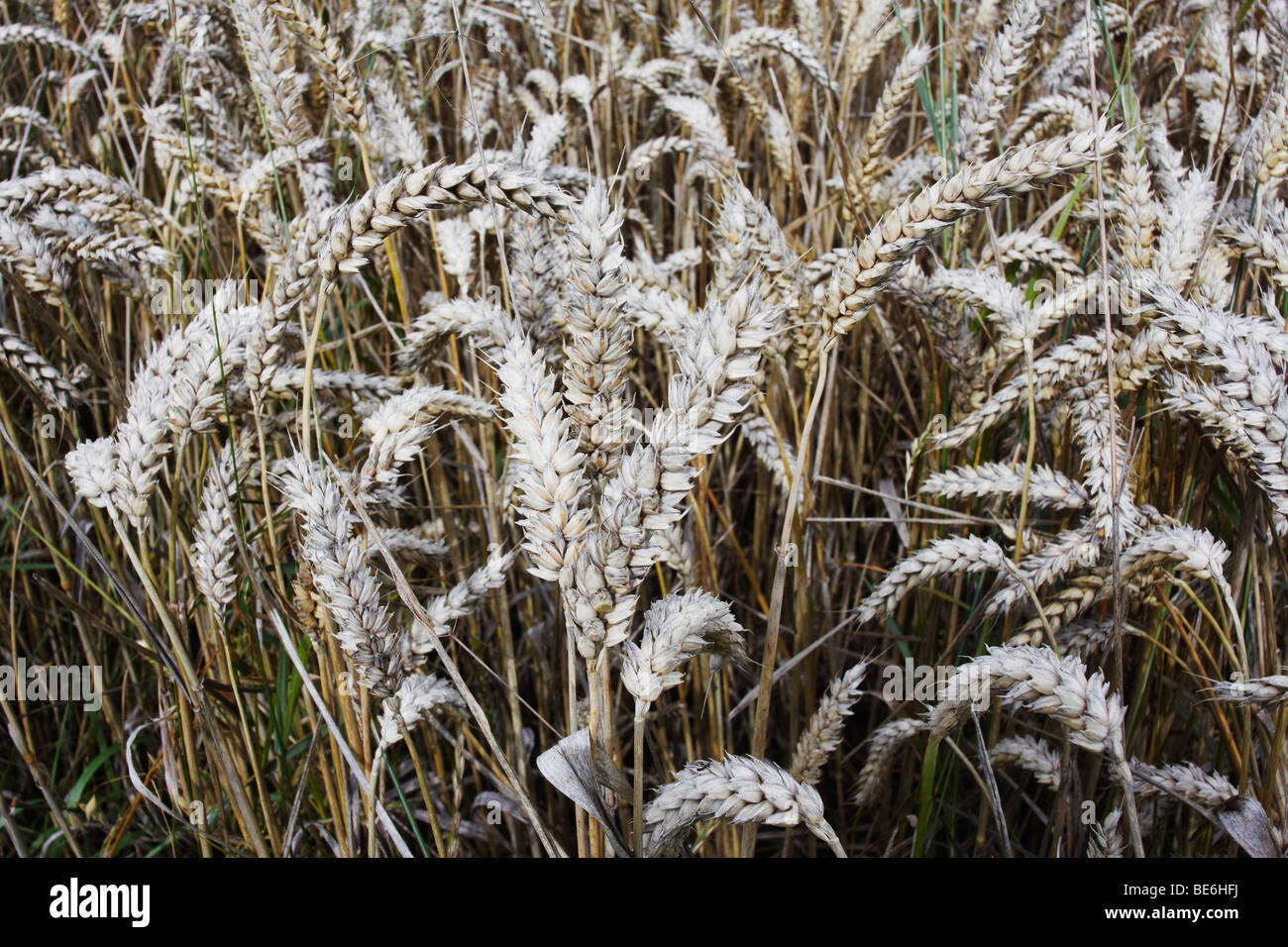 crops growing in a field Stock Photo - Alamy