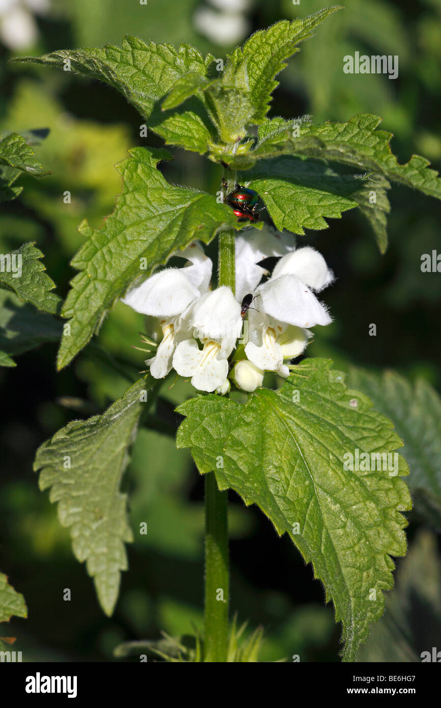White Deadnettle (Lamium album Stock Photo - Alamy
