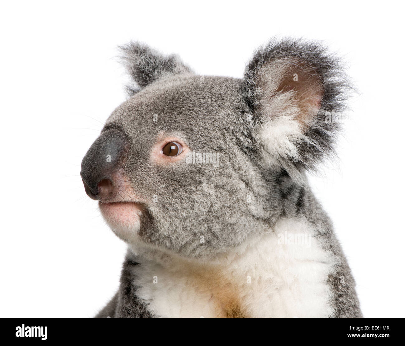 Baby koala white background hi-res stock photography and images - Alamy
