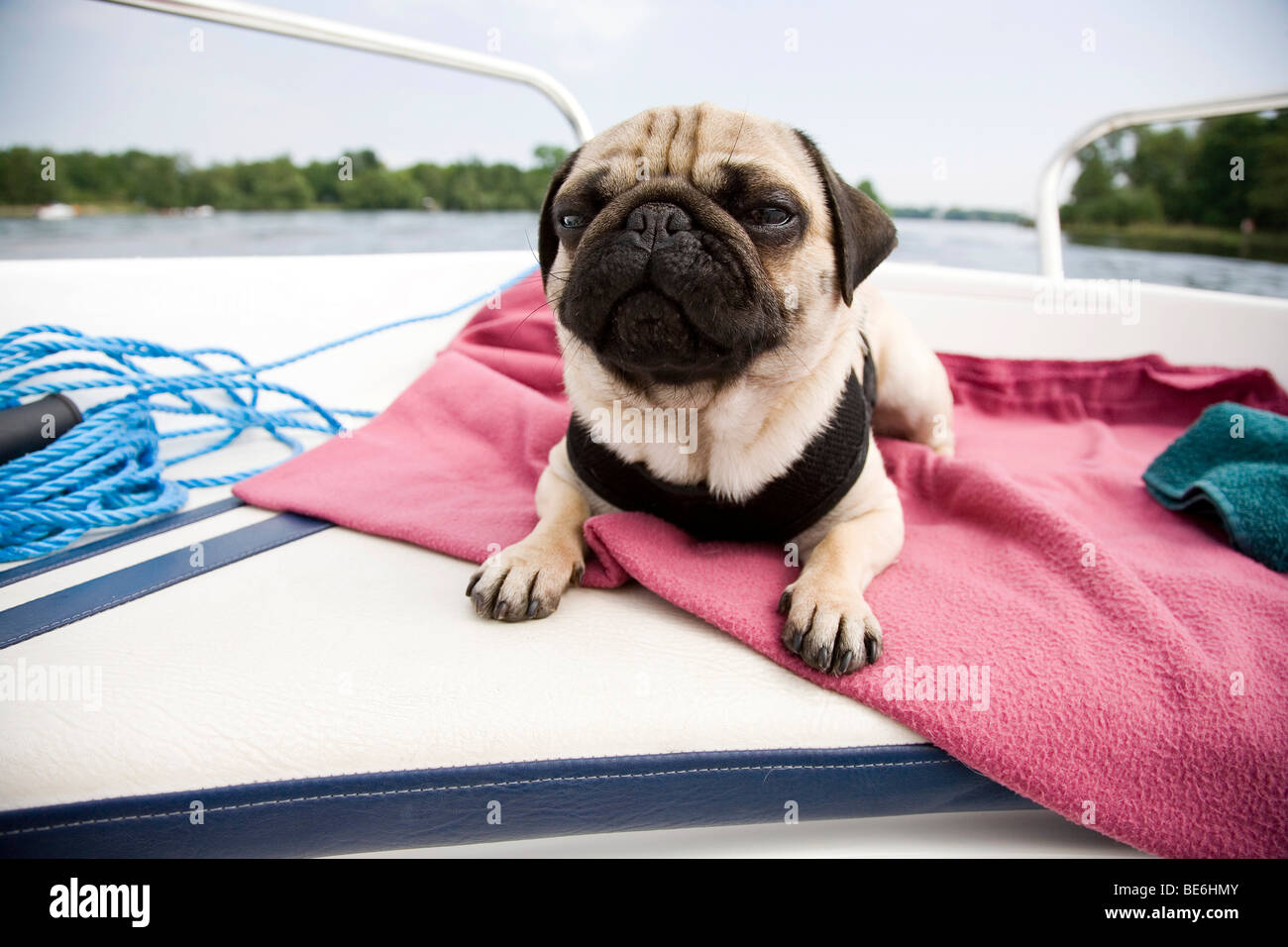 Young pug sitting on the bow of a boat on a lake Stock Photo - Alamy