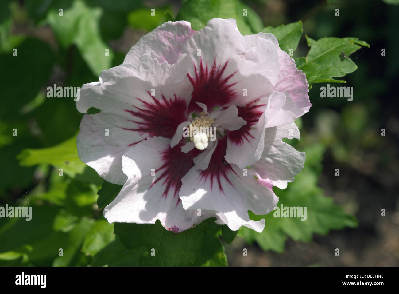 Hardy Hibiscus syriacus variety Helene Stock Photo - Alamy