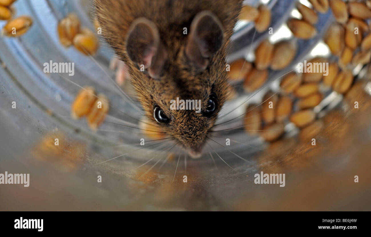 field mouse with wheat grains in tin can Stock Photo - Alamy