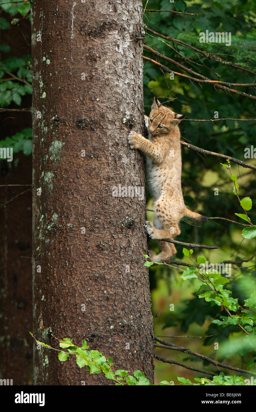 European Lynx (Felis lynx, Lynx lynx). Juvenile climbing up a tree ...