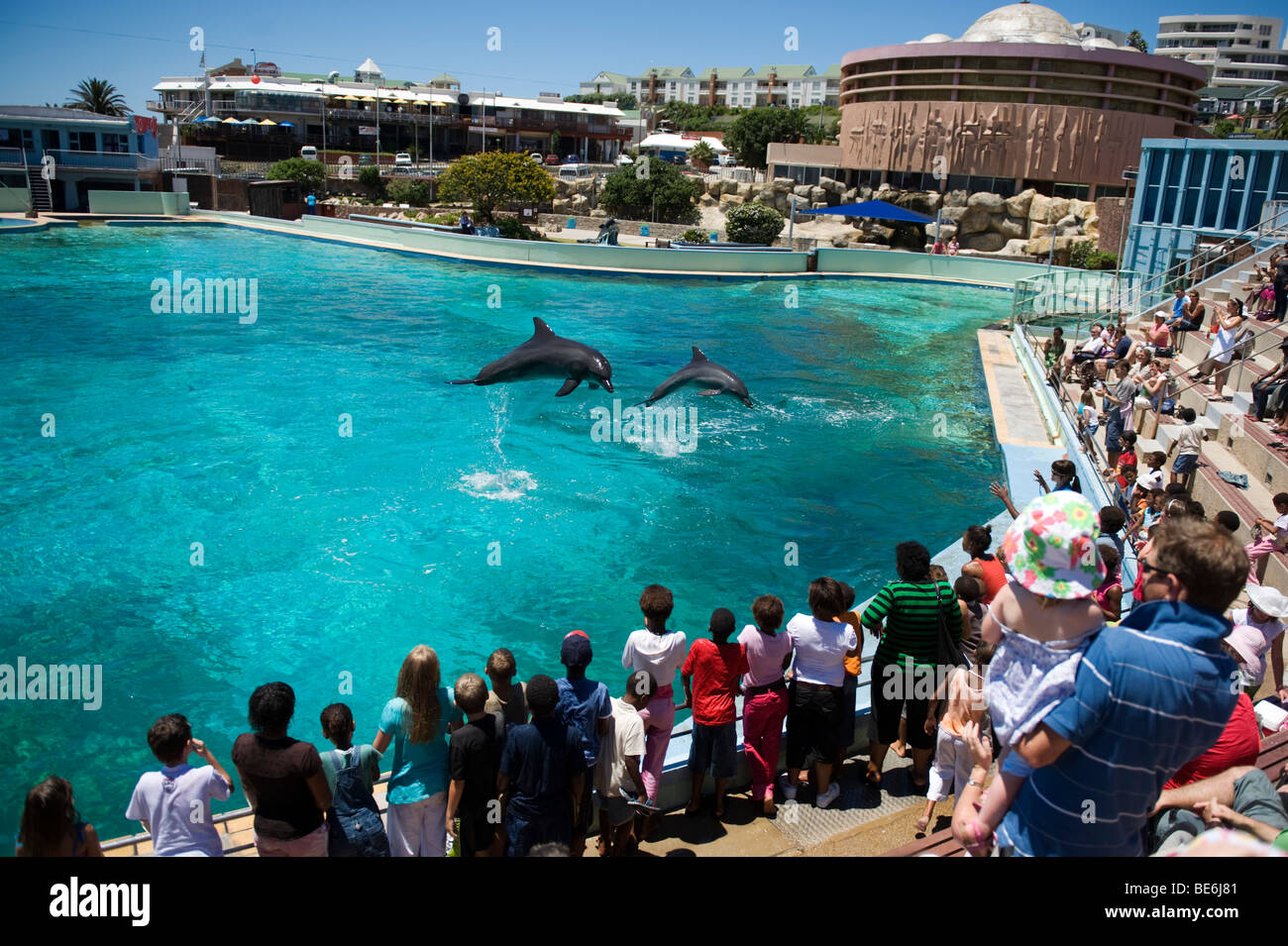 Dolphin show, Oceanarium, Bayworld, Port Elizabeth, South Africa Stock ...