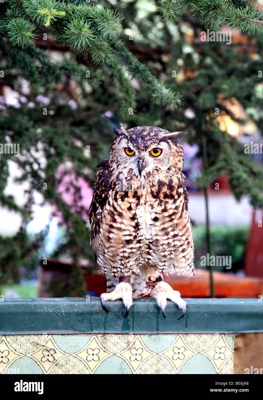 Spanish Bird With Prey High Resolution Stock Photography and Images - Alamy
