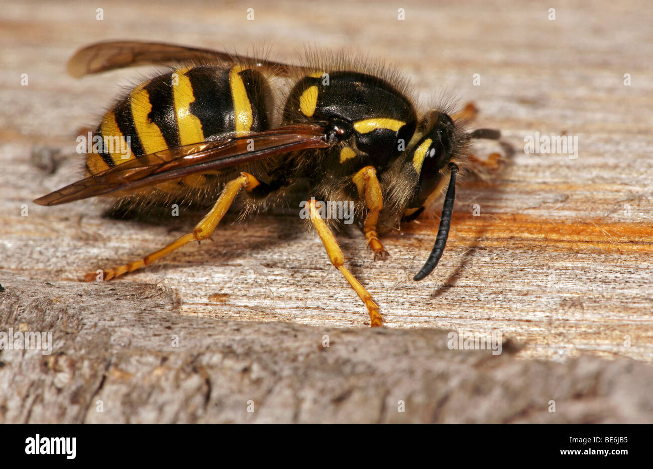 German wasp or yellow jacket wasp (Vespula germanica Stock Photo - Alamy