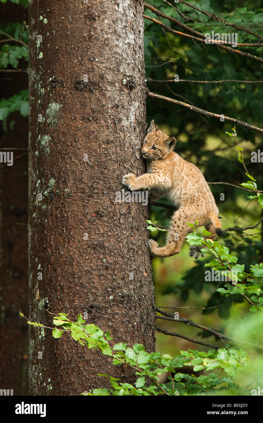 European Lynx (Felis lynx, Lynx lynx). Juvenile climbing up a tree ...