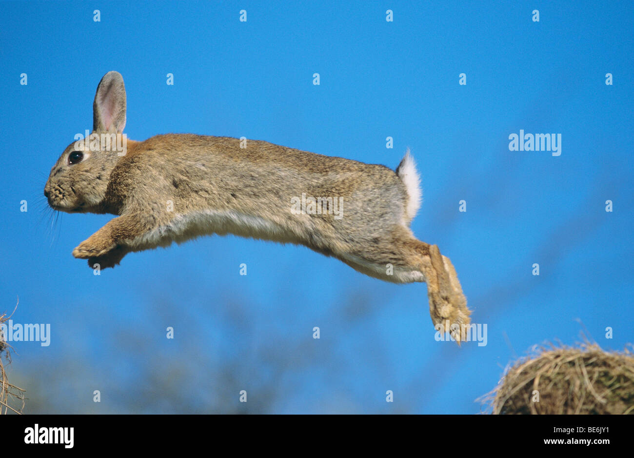 European Rabbit (Oryctolagus cuniculus). Adult jumping Stock Photo - Alamy