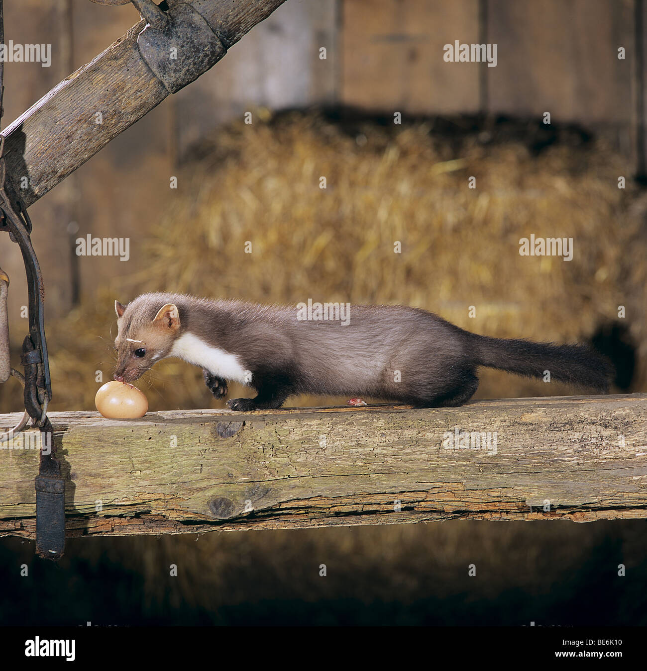 Stone Marten, Beech Marten (Martes foina) with hens egg. Germany Stock ...