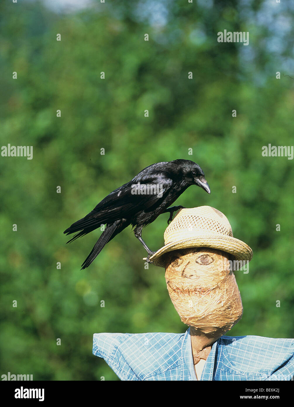 Man and raven hi-res stock photography and images - Alamy