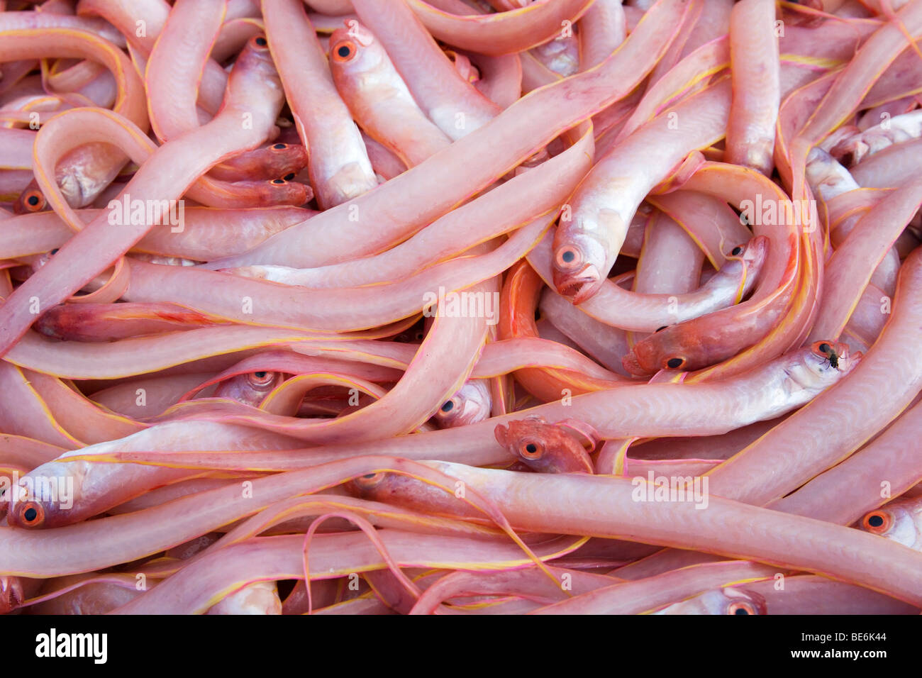 Freshly caught fish, Peniscola, Costa Azahar, Spain, Europe Stock Photo ...