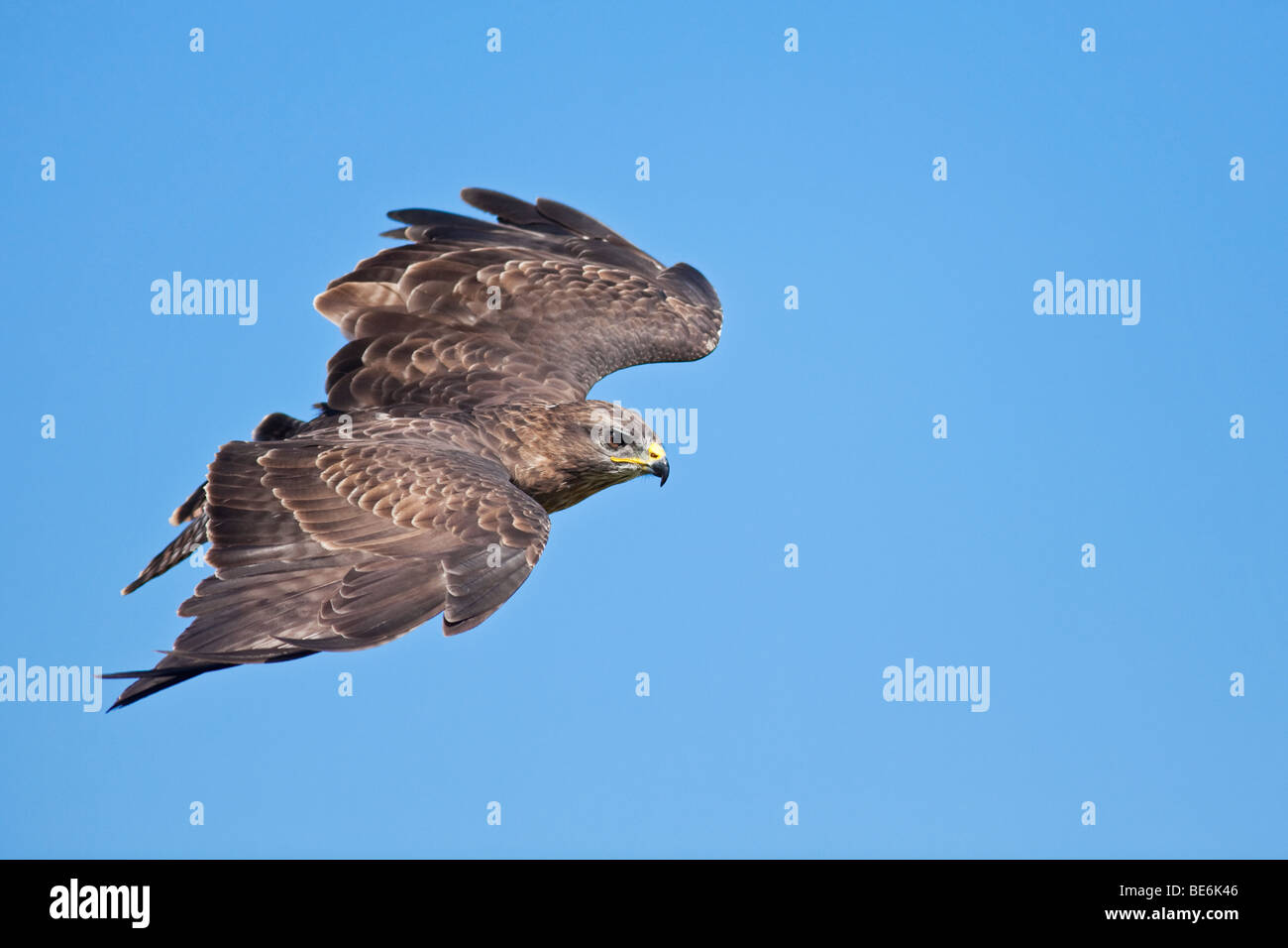 Buzzard flying hi-res stock photography and images - Alamy