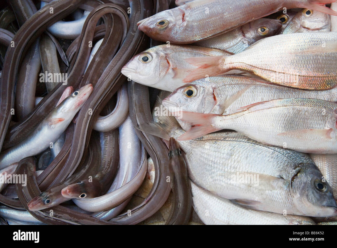 Freshly caught fish, Peniscola, Costa Azahar, Spain, Europe Stock Photo ...