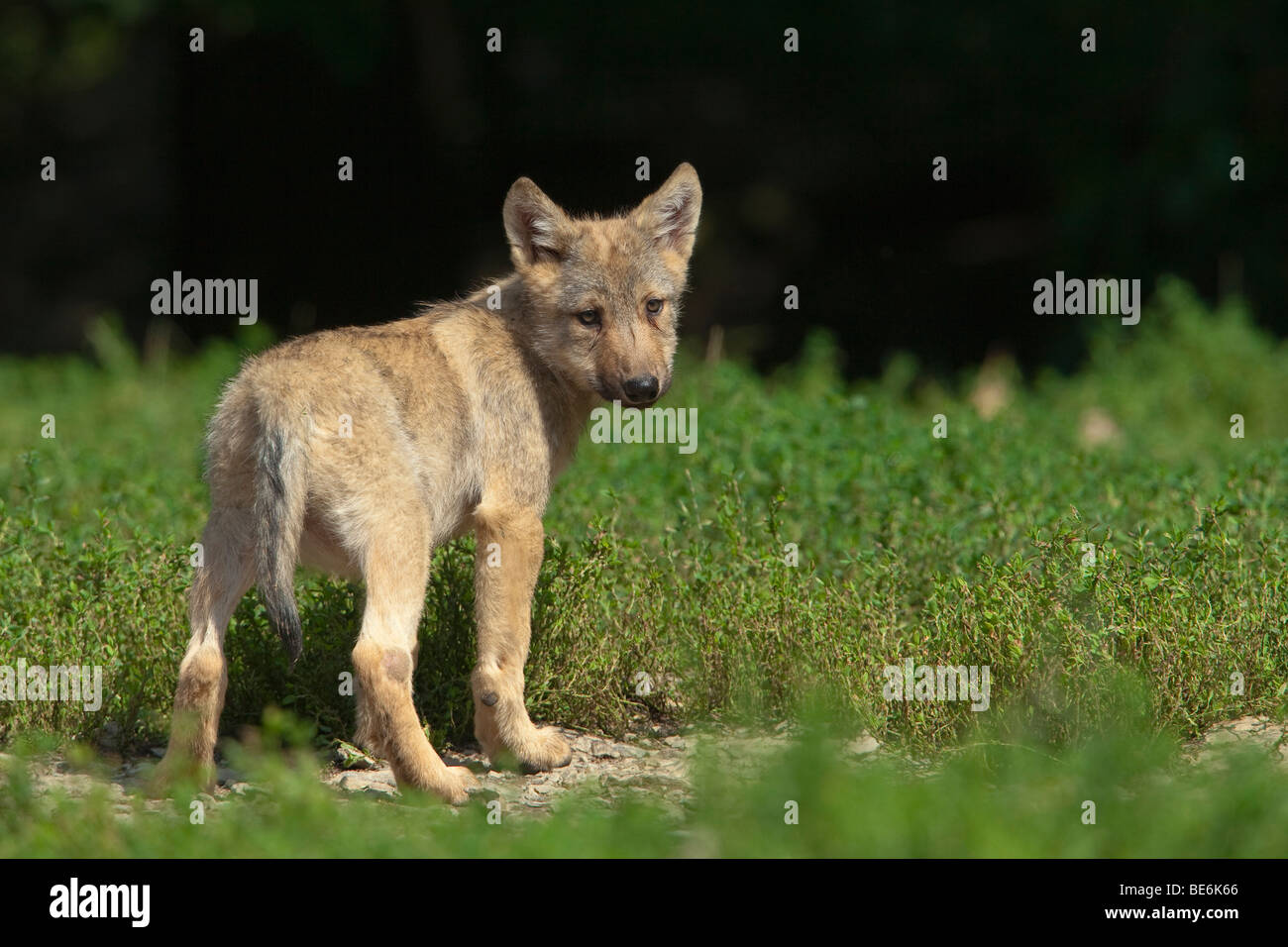 Juvenile wolves hi-res stock photography and images - Alamy