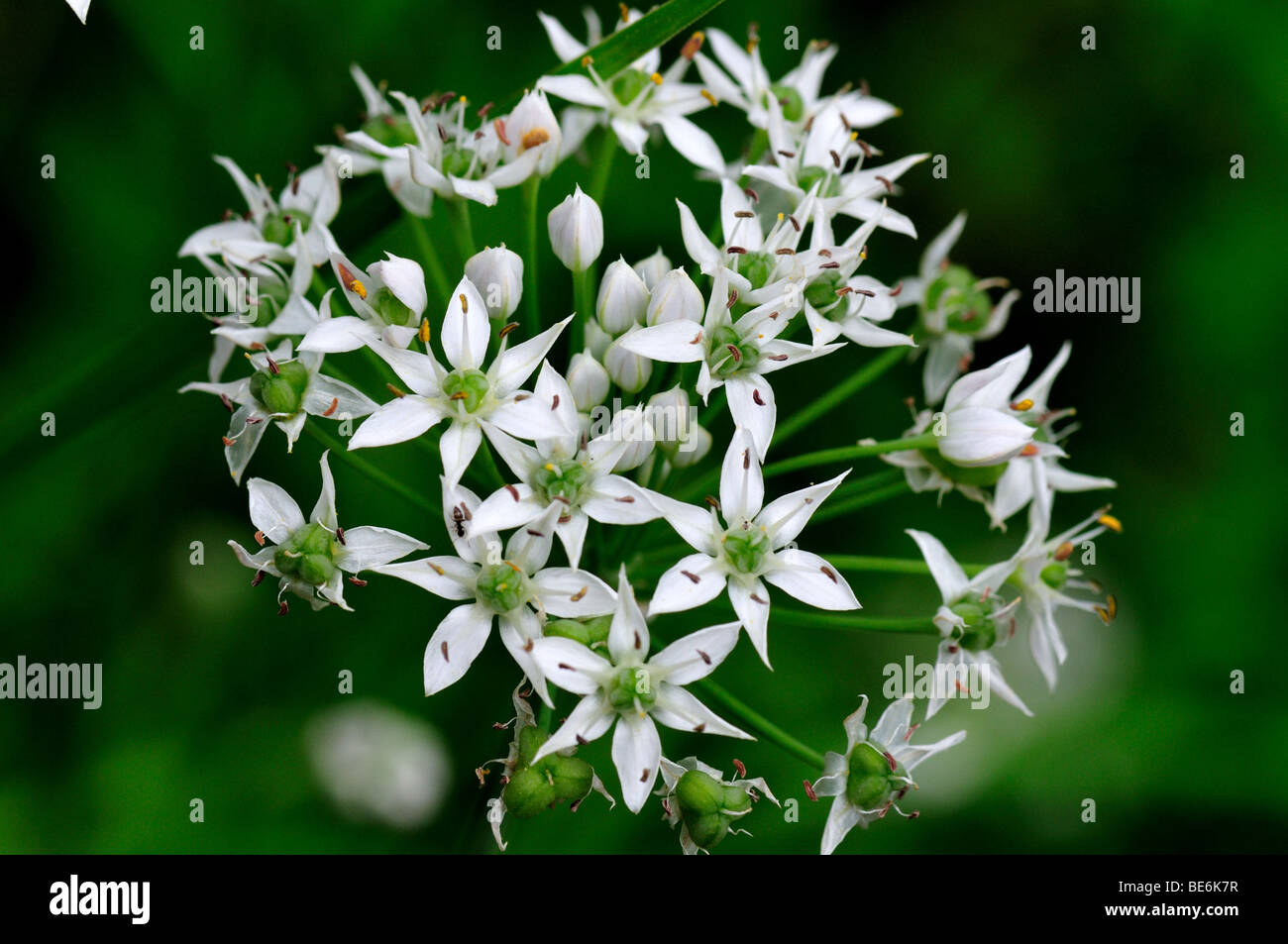 Chives white hi-res stock photography and images - Alamy