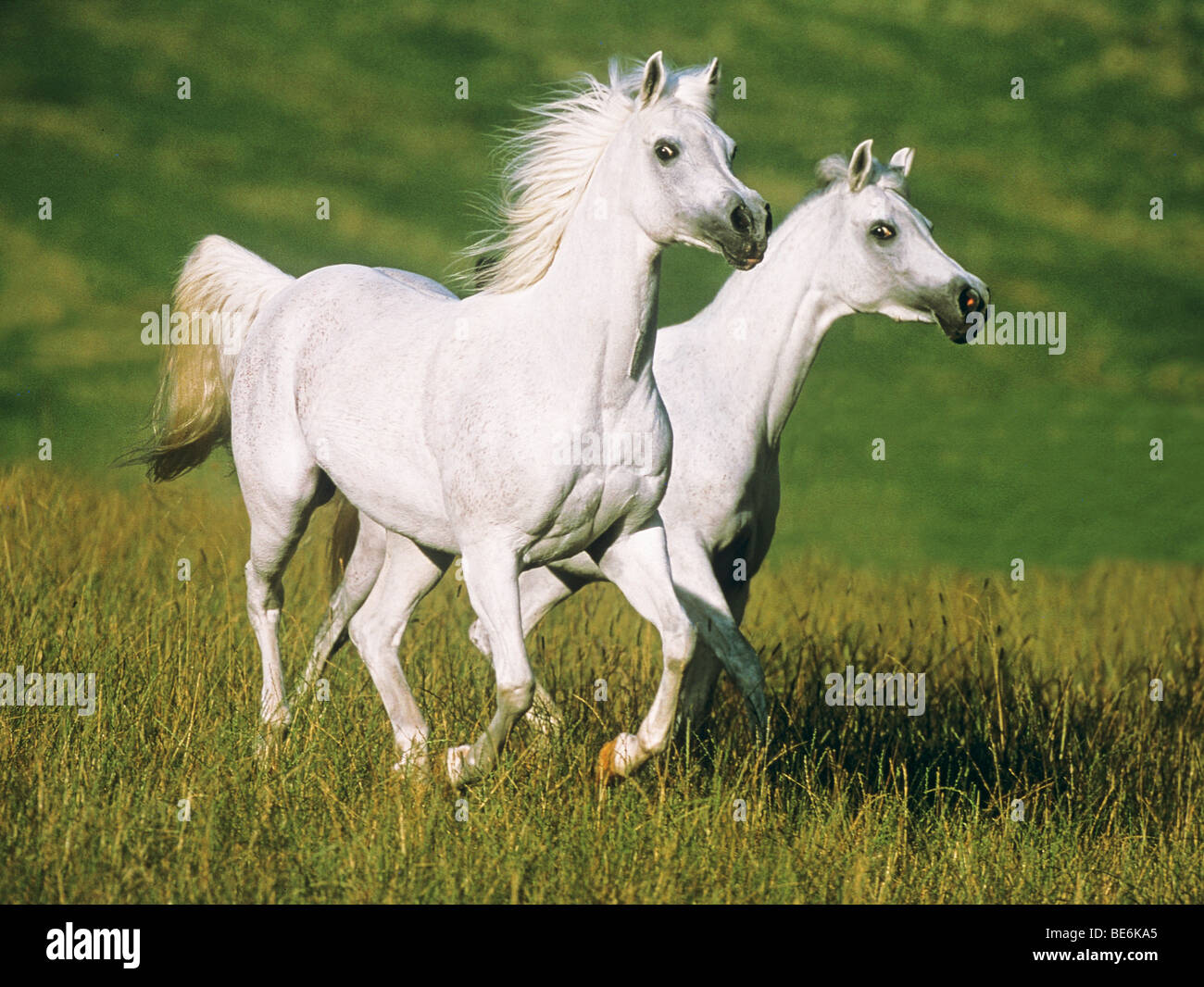 two Arabian horses - galloping on meadow Stock Photo - Alamy