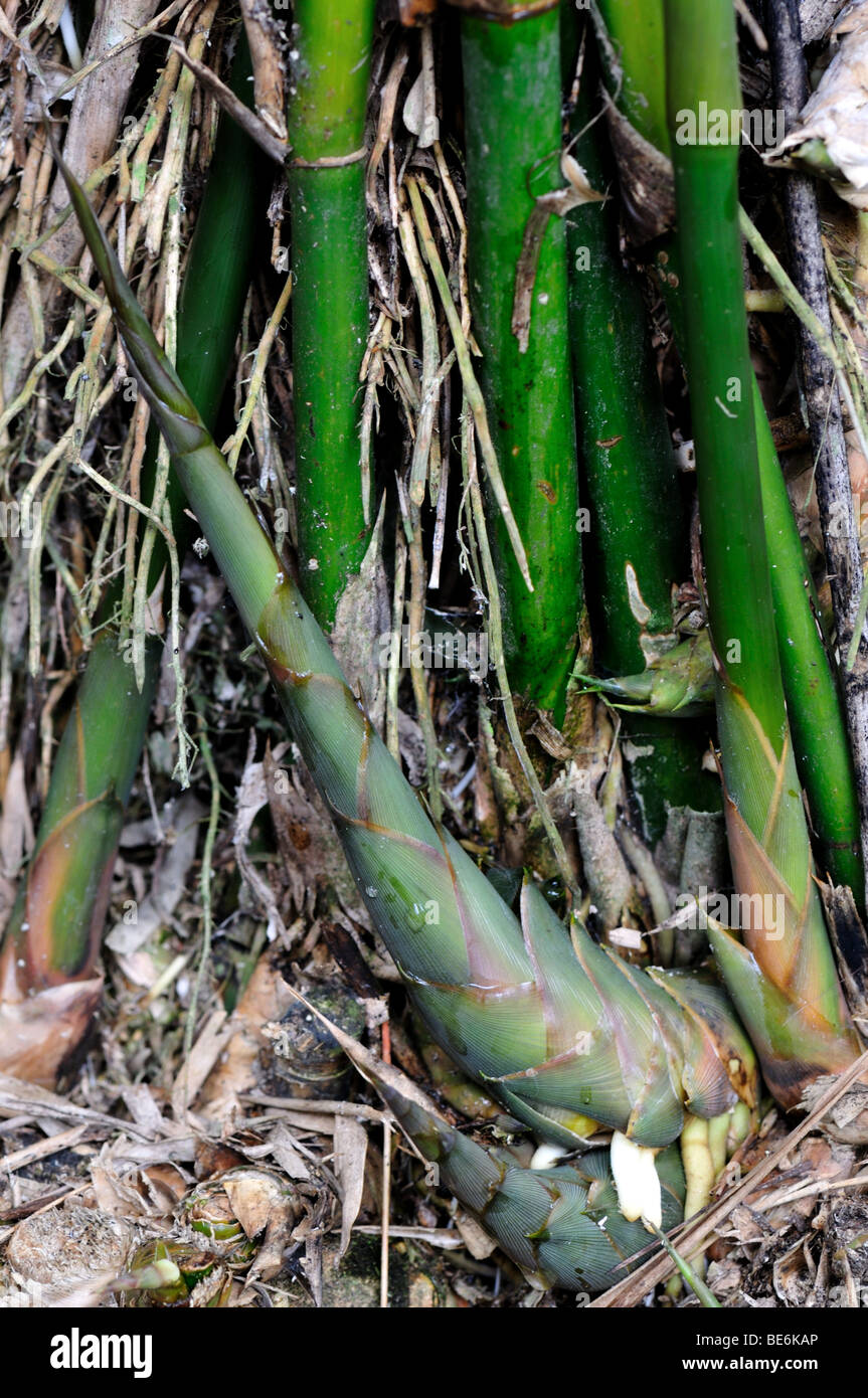 Fresh bamboo shoot hi-res stock photography and images - Alamy