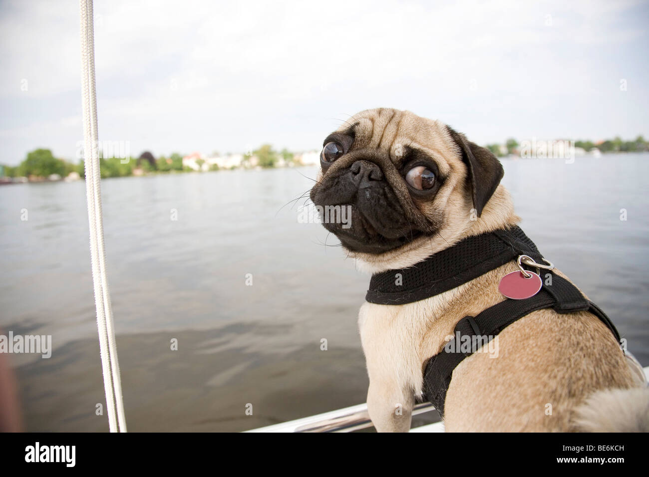 Young pug sitting on the bow of a boat on a lake Stock Photo - Alamy