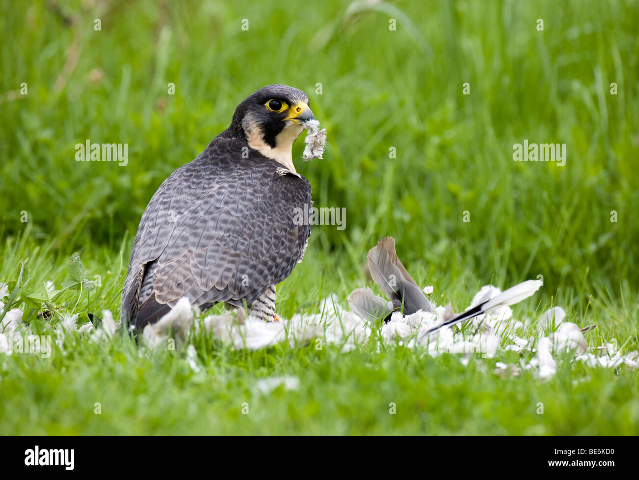 Falcon Catching High Resolution Stock Photography and Images - Alamy